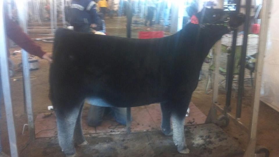 MITTAG Blog: Fitting Pic of Chi Heifer